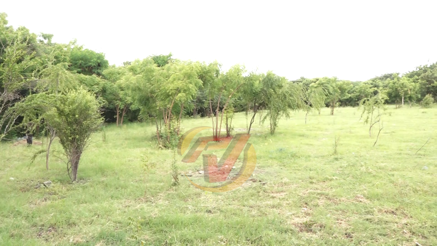 Conozca programa de reforestación ejecutada por M.M.A. en Peravia ...